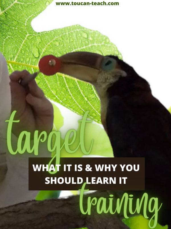 Target Training – What It Is, and Why You Should Learn It - Toucan Teach
